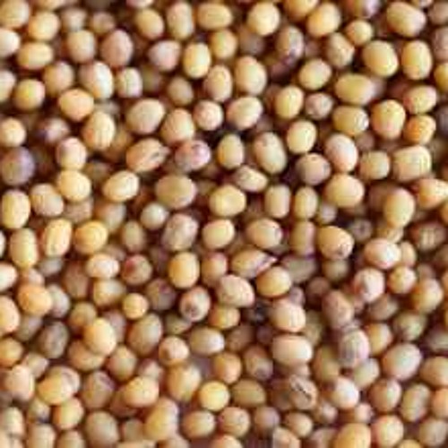 Stream Gerald Anderson shares a seed story about his farming dreams and his family's millet. by ...