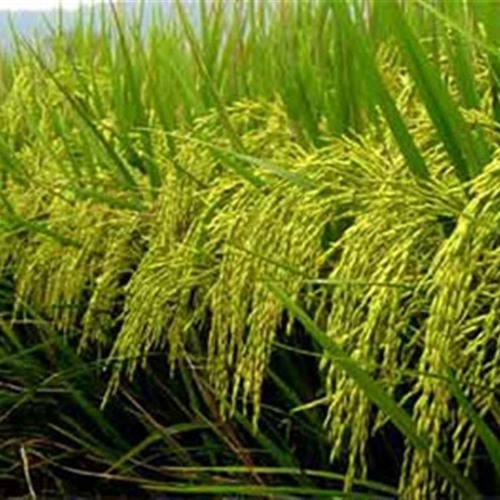 Stream Jackie Chan's Rice Farm by Vox Castoridae | Listen online for ...