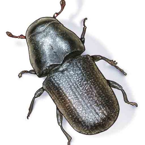 Stream Agent Beetle[demo] by vullff | Listen online for free on SoundCloud