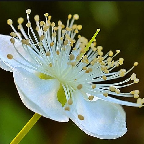 Stream Luis Inchausti | Listen to ñande mba'ete playlist online for ...