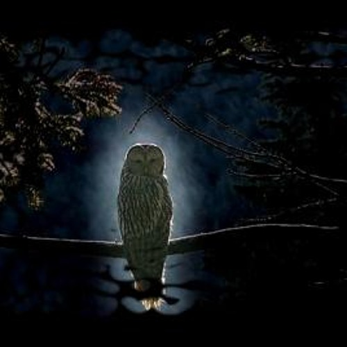 Stream Der Ruf der Eule (The Call Of The Owl) by WiesenBerg | Listen ...