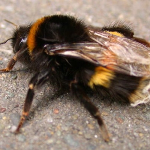 Stream Mega Bee by CAPTAIN GAWN | Listen online for free on SoundCloud