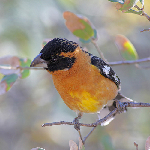 Stream BirdNote How Much Birds Sing By Living On Earth Listen stream-birdnote-how-much-birds-sing-by-living-on-earth-listen