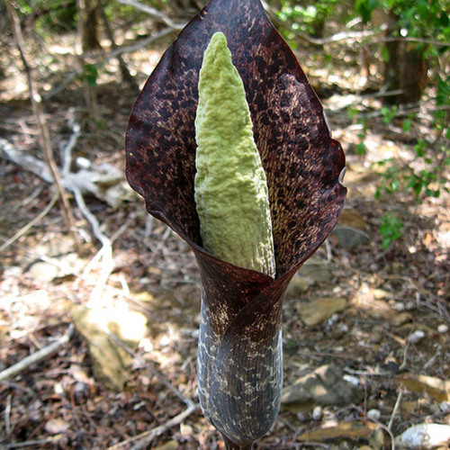 Stream Scientist Discovers New Stinky Flower Species by Living on Earth ...