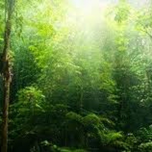 Stream Jungle Dreams by Jean-Michel GEORGE | Listen online for free on ...