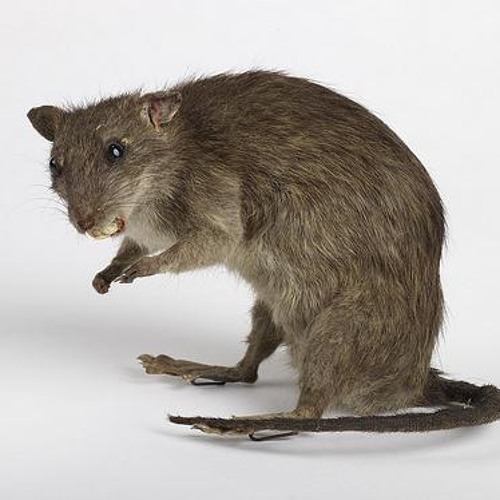 Stream The Birmingham Rat by BirminghamMuseums | Listen online for free ...