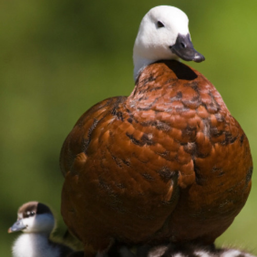 Paradise Shelduck