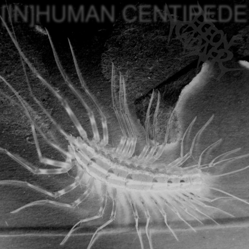 Stream Pigeon Cadaver - [In]human Centipede by Pigeon Cadaver | Listen ...