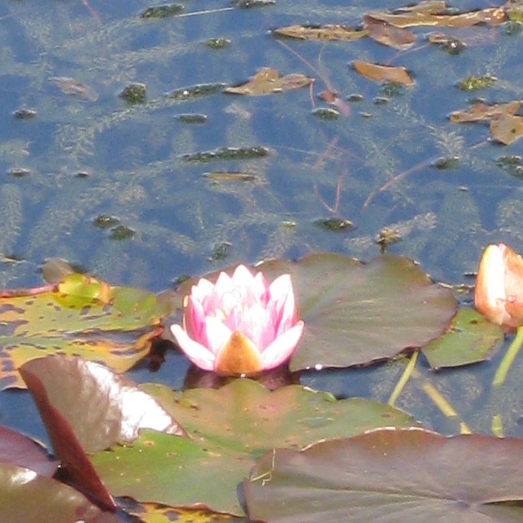 Stream learner1 | Listen to Paul Gilbert CFT playlist online for free ...