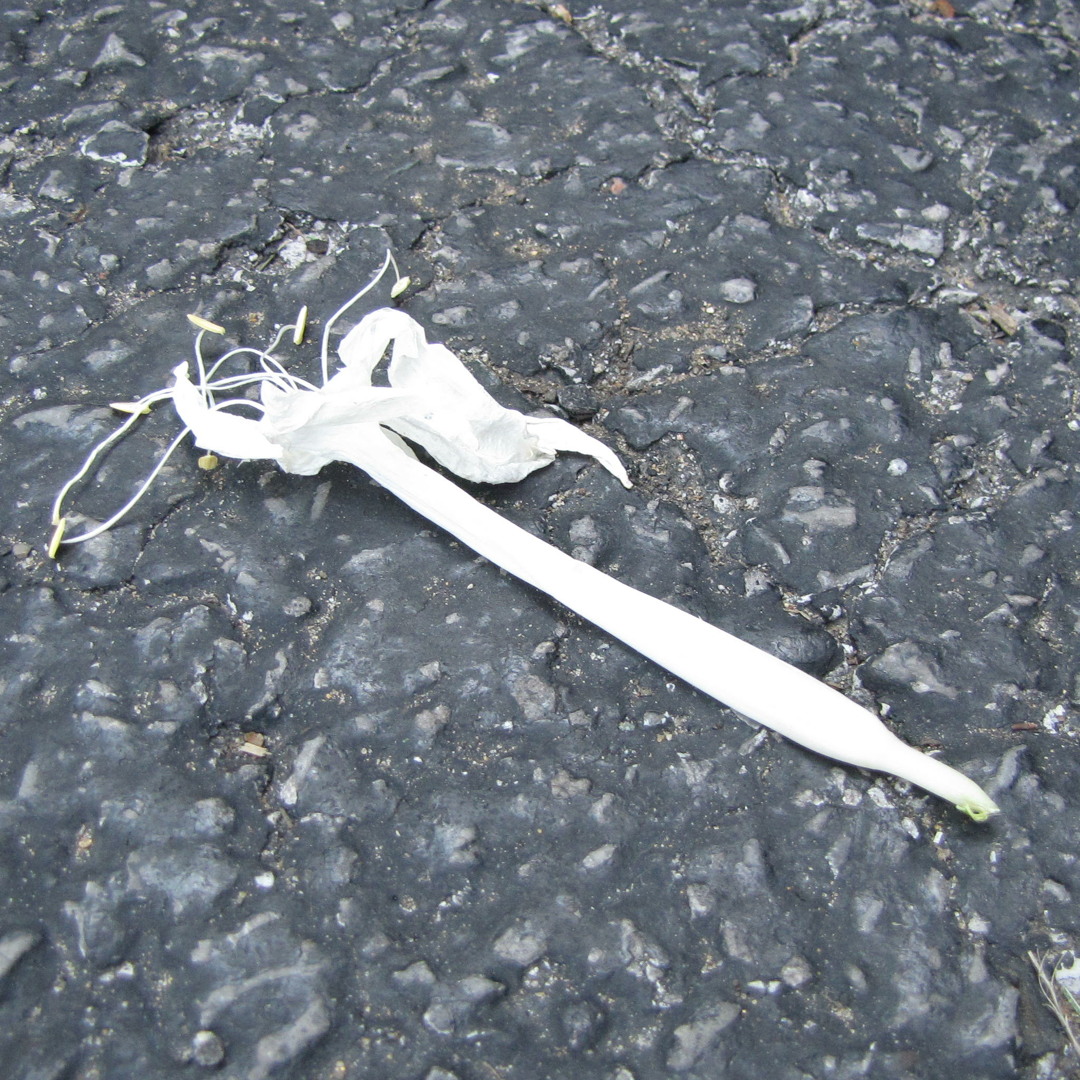 Stream Never Stop (Electronic Verson) by Garrett Ashley Monasmith ...