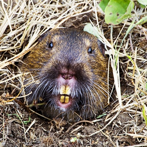 Stream Poop Is Poop Backwards - Arnie the Gopher by Alex Hauptmann ...