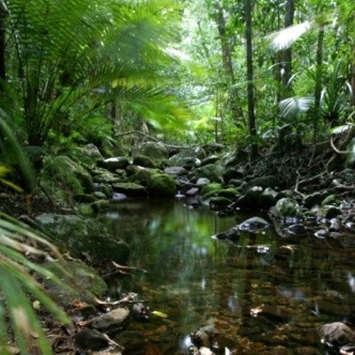 Stream Rainforest Sound Effect by SummitScreenStudios | Listen online ...