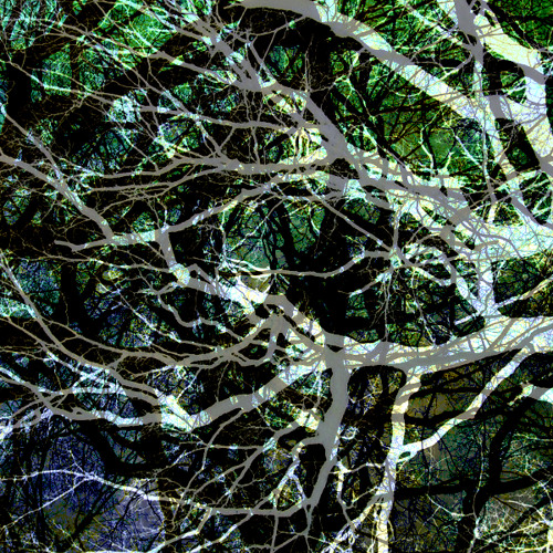 Stream Swarming Catalpa Limbs by streamwinner | Listen online for free ...