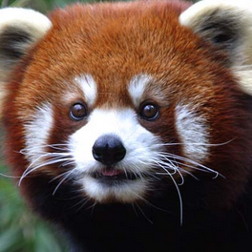 Stream Red Panda Acid II by Tubular Miriam | Listen online for free on ...