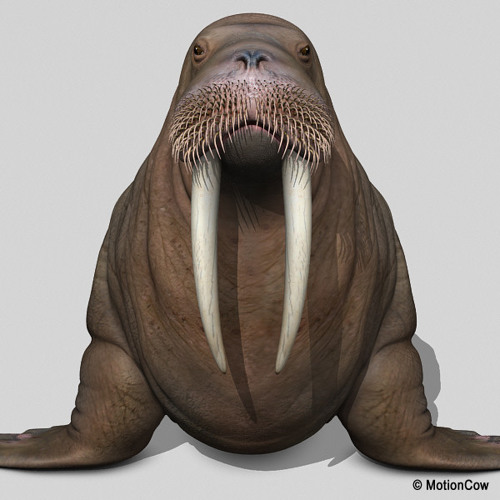 [AEW Dynamite Spoilers] The 5th men for both teams are.. : r/SquaredCircle