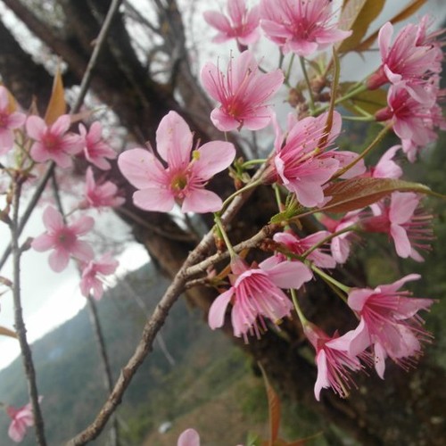 Stream L Lune War - Ah Lwan Yae Nya by Ma Shwe Moe | Listen online for ...