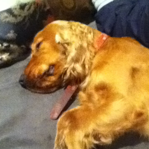 Stream The Lachlan Harris Radio Talk Show - ep.5 - with Annie Parry (Co ...