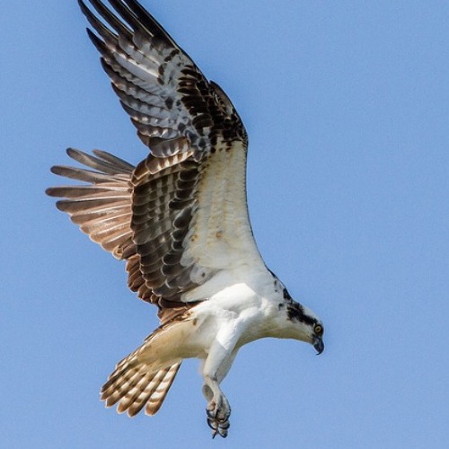 Stream Osprey by Sound and Story Project | Listen online for free on ...