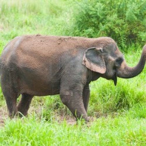 Stream Elephant Purr LR by Sylvia Hackathorn | Listen online for free ...