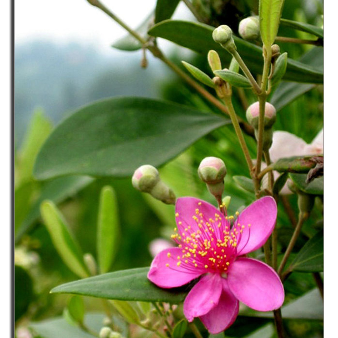 Stream Nhung doi hoa sim by phutue | Listen online for free on SoundCloud