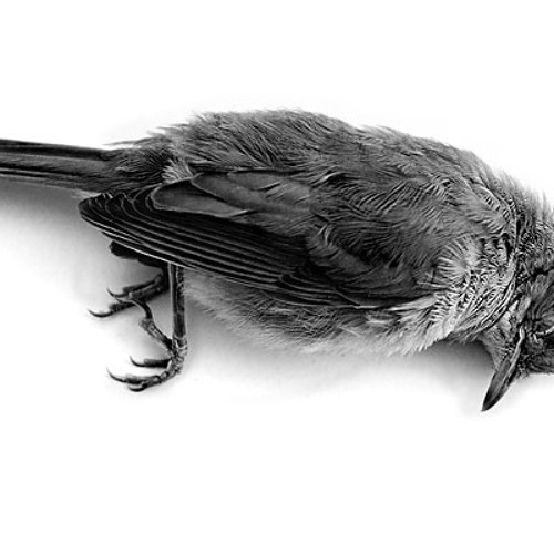 Stream Rebecca - The Tiny Dead Bird by Rebecca Romine | Listen online ...