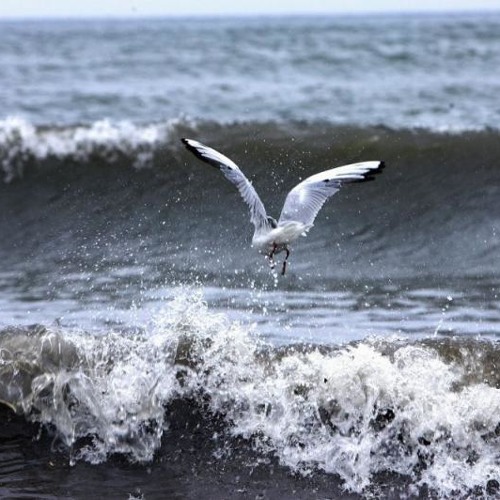 Stream Vello Orumets - Laul meremehe emast by kuukiir | Listen online ...