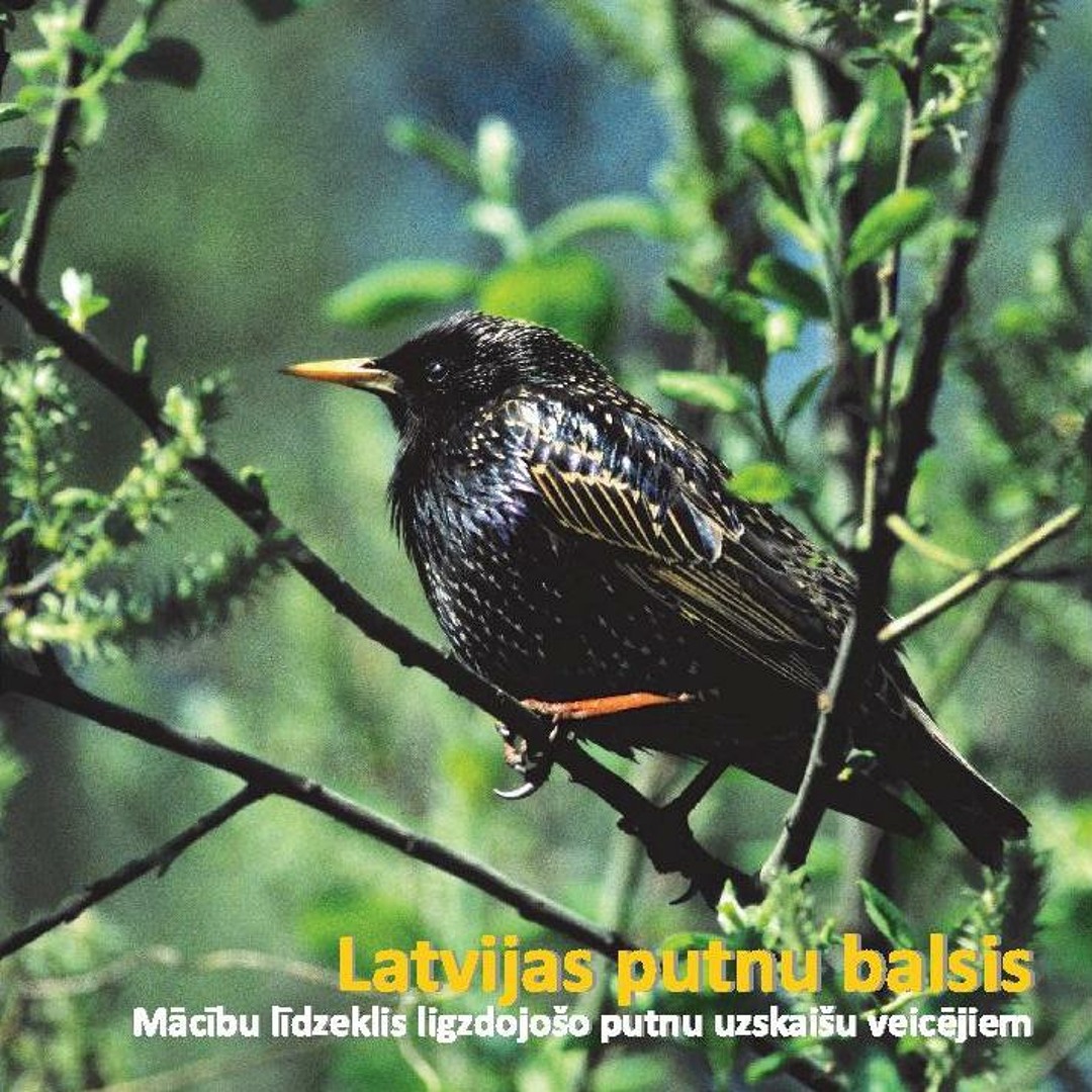 Stream Putnidaba | Listen to Latvijas putnu balsis playlist online for ...