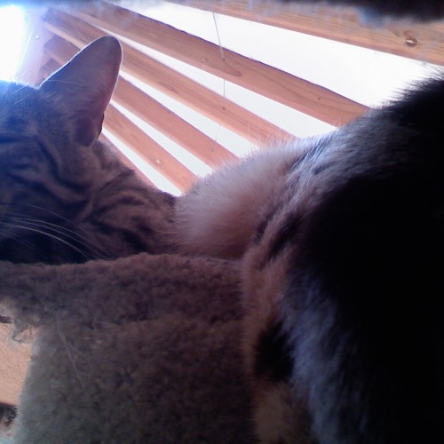 Stream Jack the killer by Timothy Tice | Listen online for free on ...