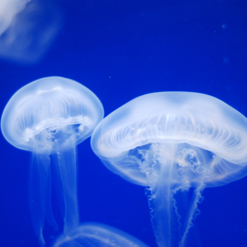 Stream Subaquatic origins by Johan Weigel | Listen online for free on SoundCloud