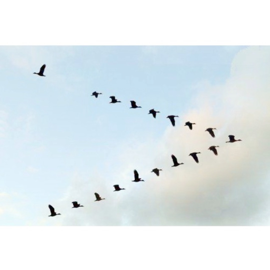 Stream birds fly in V by OFF ME ON | Listen online for free on SoundCloud