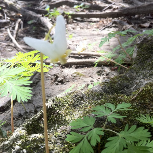 Stream "Over and Over Stitch" by Jorie Graham read by Deborah Poe by ...