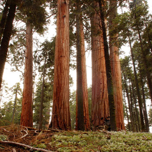 Stream Song of the Redwood Tree by sunny-knable | Listen online for ...