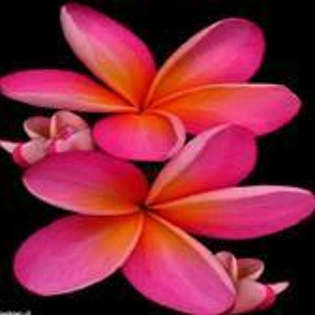 Stream DJ Darren ft. Queen Africa - I want to break free by ...