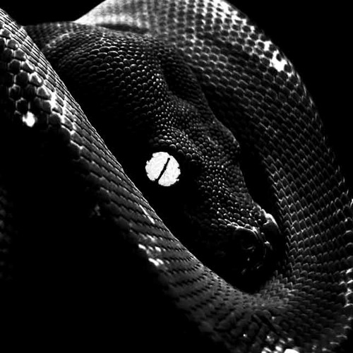 Stream La Serpiente Negra-Papa Chango Remix by PapaChango | Listen ...