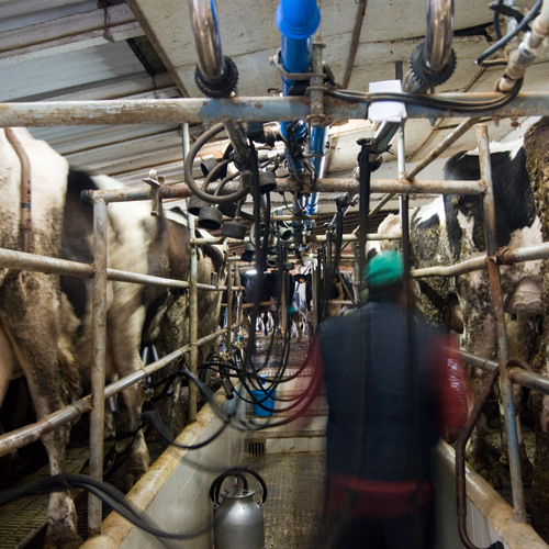 Stream Vaquería en Campos (Mallorca). Ordeño manual con ordeño ...