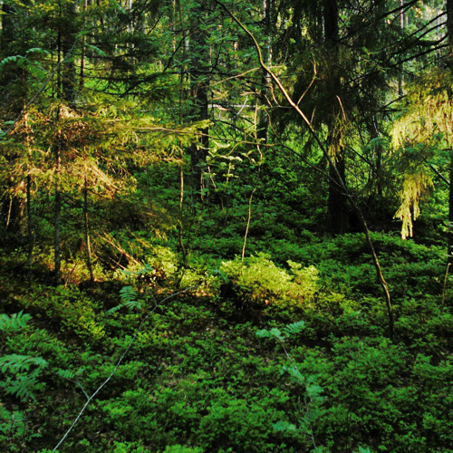 Stream forest textures by Hiroki Oya | Listen online for free on SoundCloud Stream forest textures by Hiroki Oya | Listen online for free on SoundCloud