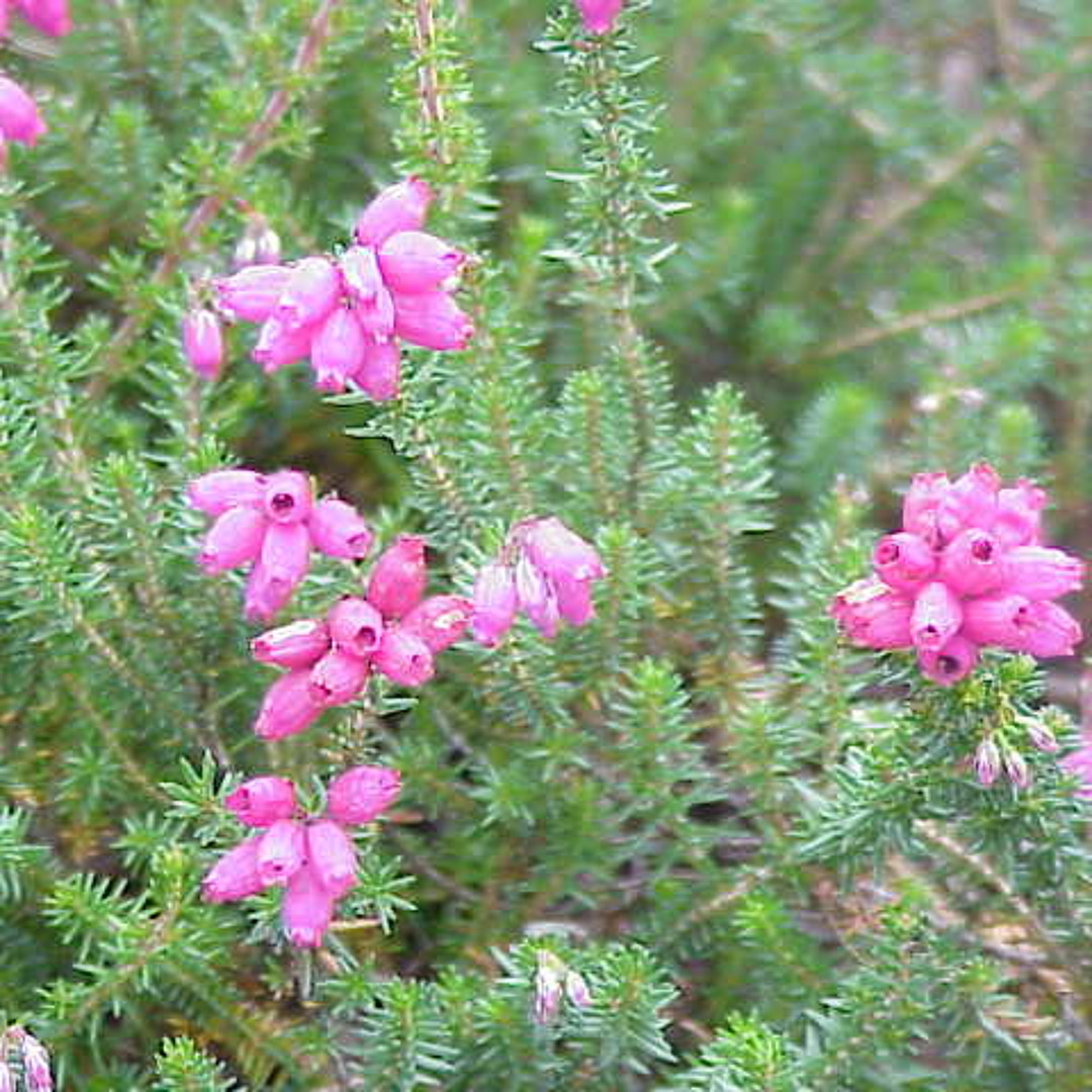 Stream Herms Niel. ERIKA by soliteur | Listen online for free on SoundCloud