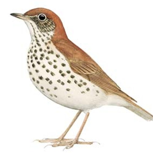 Stream Wood Thrush [Ann Arbor, MI / July 2013] by sarabella | Listen ...