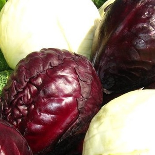 Stream The First Ever World Cabbage Hurling Championship Held by ...