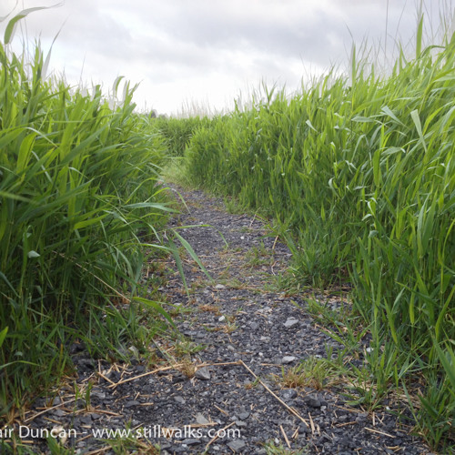 Stream stillwalks | Listen to Wind in Marsh Grass playlist online for free on SoundCloud