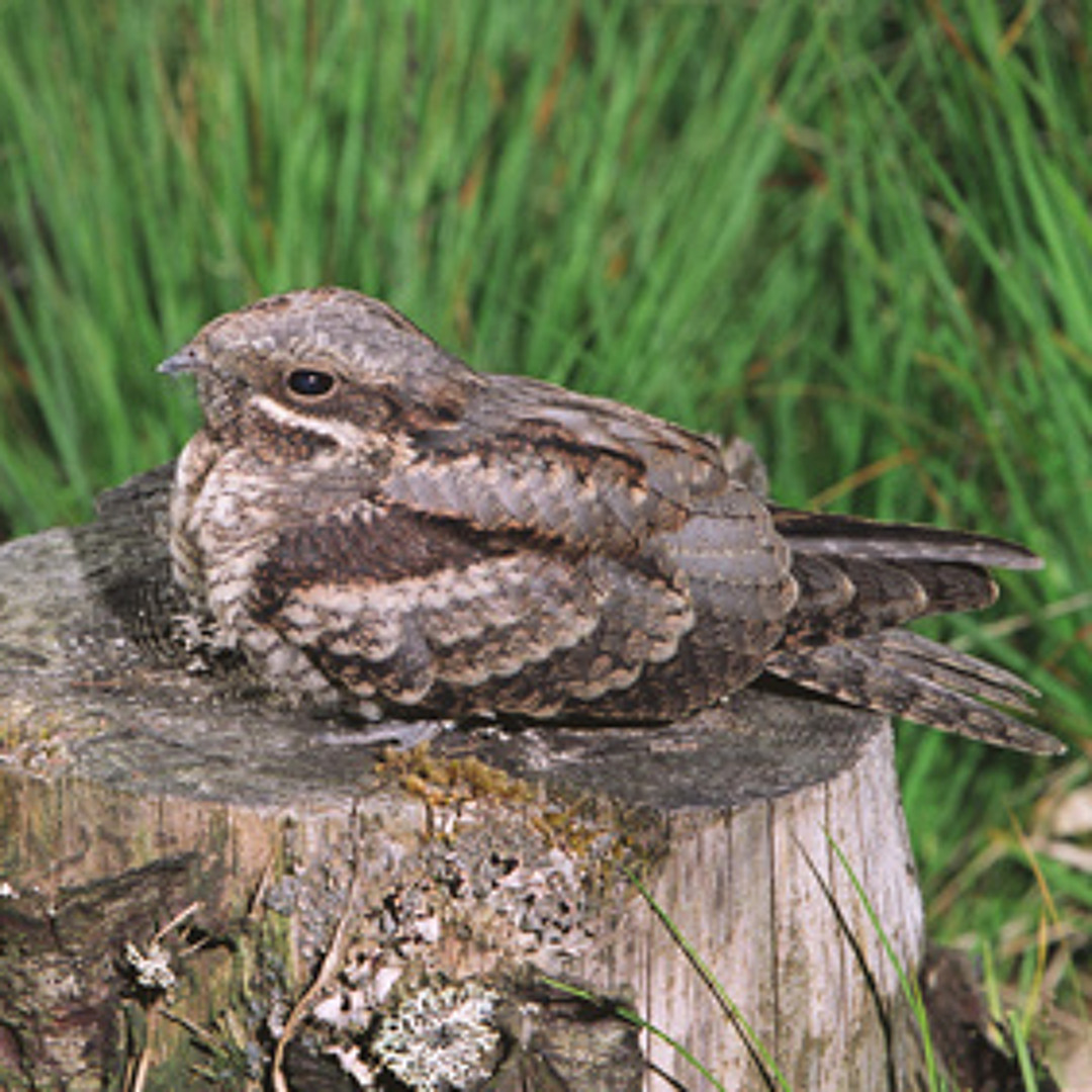 Stream European Nightjar Caprimulgus europaeus by Wildlife Sound ...