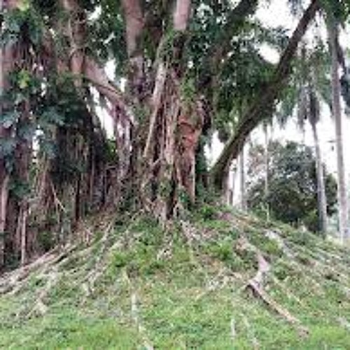 Stream JPL Meets Julian Burger - Roots Man by JulianBurger | Listen ...