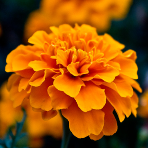 Genda Phool Flower In English | Best Flower Site