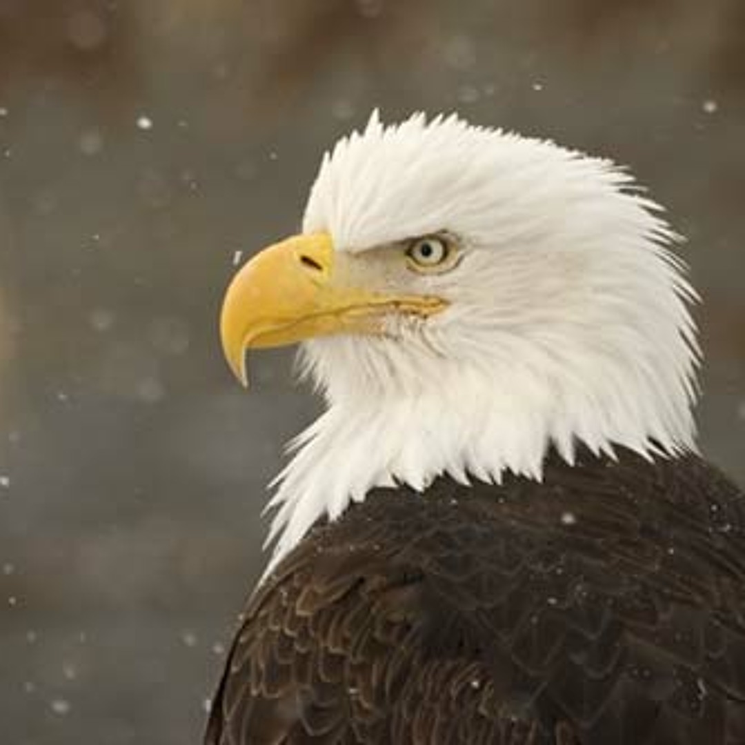 Stream Bald Eagle, Screech, Call by AM Audio | Royalty Free Music ...