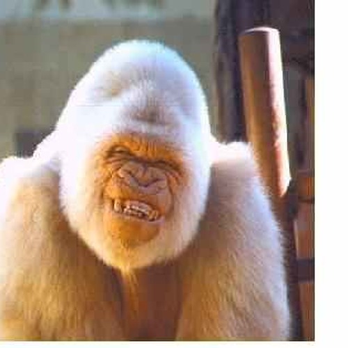 Stream Rumbachoro by jnjnjnjn | Listen online for free on SoundCloud