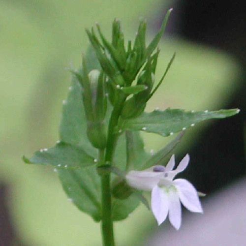 Stream Natasha Lechner | Listen to Ghostsong tarot & healing playlist ...