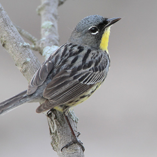 Song of the Kirtland's Warbler by BirdNote | Bird Note | Free Listening ...