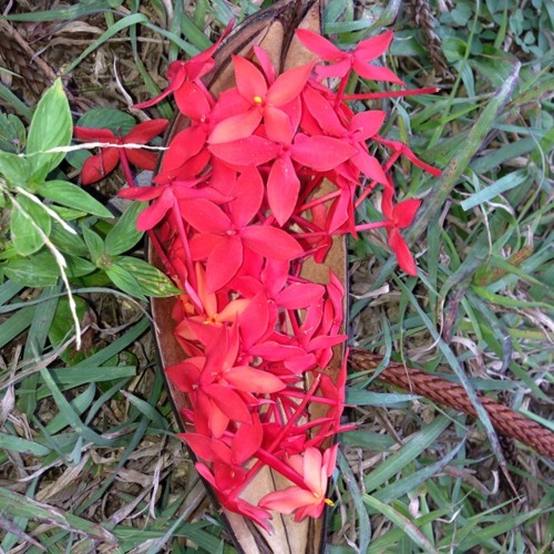 Stream Daniel Metellus | Listen to Klass playlist online for free on ...