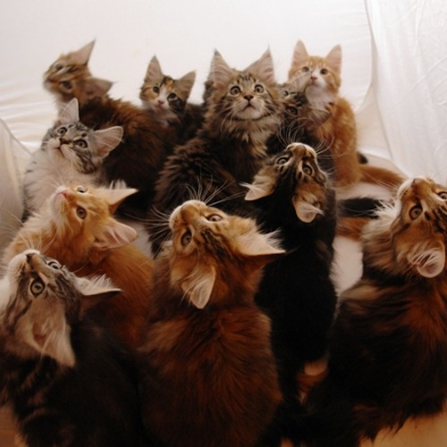 Stream Cute Kitten Army by TheSuperAwesomeKAT | Listen online for free ...
