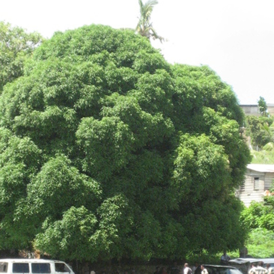 Stream Funga Sia-Ulise by Tongan | Listen online for free on SoundCloud